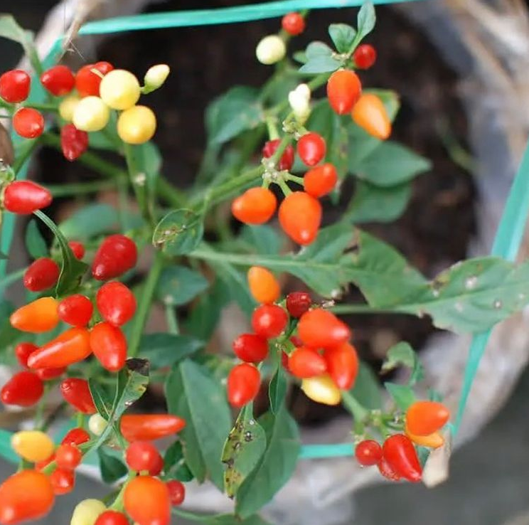 Home - Coref Gardens