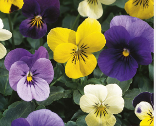 VIOLA- COMEDY MIX F2 - Coref Gardens