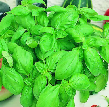 SWEET BASIL-450 SEEDS - Coref Gardens