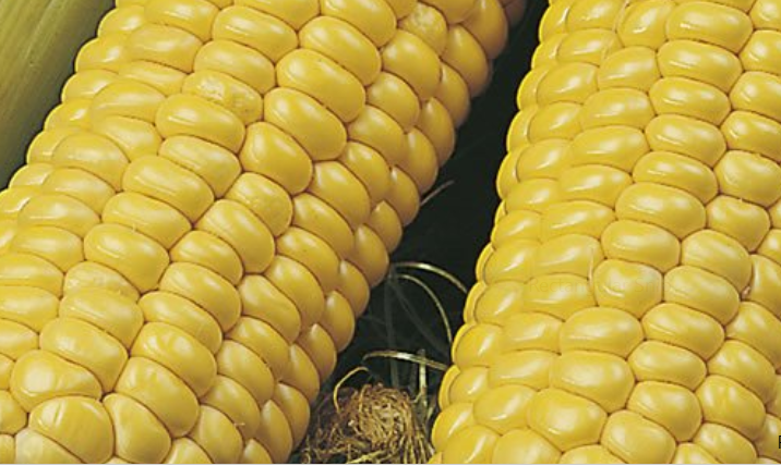 WILKO -SWEETCORN-INCREDIBLE F1-40SEEDS - Coref Gardens