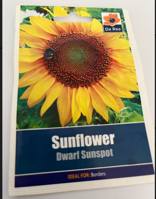 How To Grow Sunflower Dwarf Sunspot at Madison Wilkerson blog