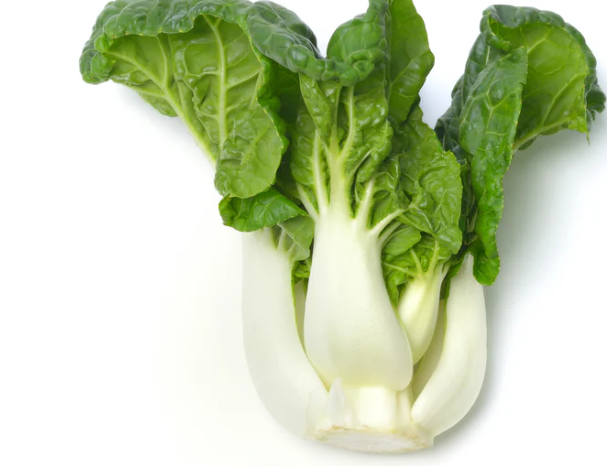 Pak Choi Dwarf Canton White Seeds-200seeds - Coref Gardens