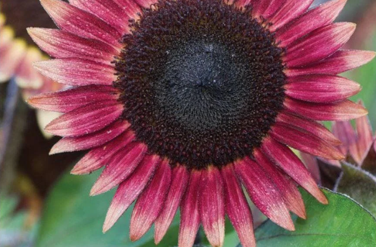 Sunflower Ms Mars Seeds-10seeds - Coref Gardens